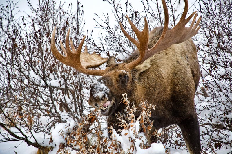 Bull Moose stock photo. Image of head, antler, close - 32407166
