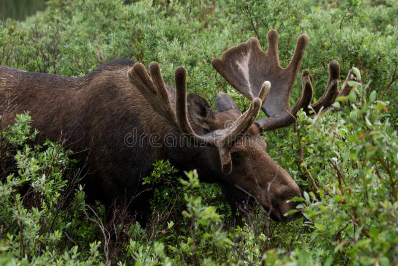 Moose Eating Tree Bark in Elk Farm. Wild Life in Swedish Nature Park ...