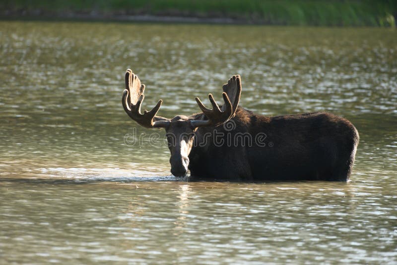 Bull Moose Dripping Wet Antlers Lake Stock Photos - Free & Royalty-Free ...