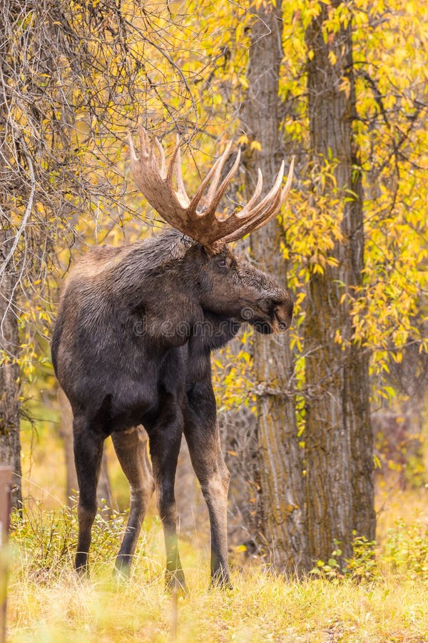 Bull Moose in Fall stock image. Image of nature, fall - 65436439