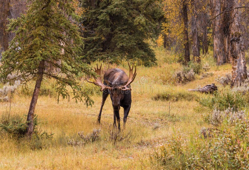 Bull Moose in Fall stock image. Image of wildlife, animal - 61142839