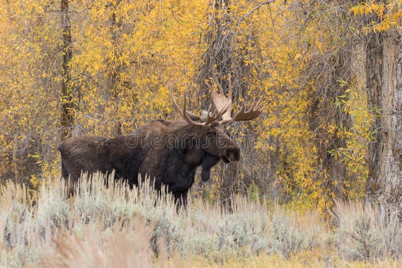 Bull Moose in Fall stock image. Image of wildlife, animal - 79530603