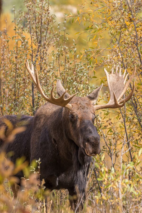 Bull Moose in Fall stock photo. Image of animal, autumn - 97902722