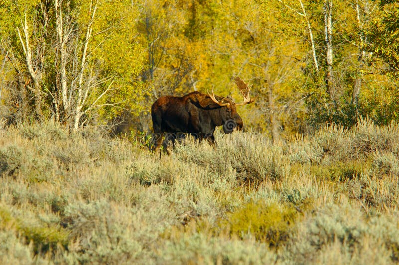 Bull Moose In A Field With Autumn Colors Picture. Image: 1349745