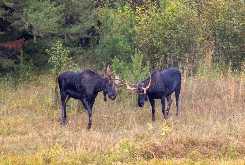 Bull Moose Fighting in Wyoming in Autumn Stock Photo - Image of wild ...