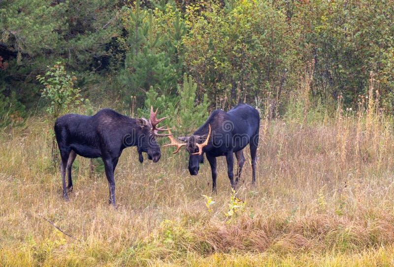 Bull Moose Fighting in Wyoming in Fall Stock Image - Image of autumn ...