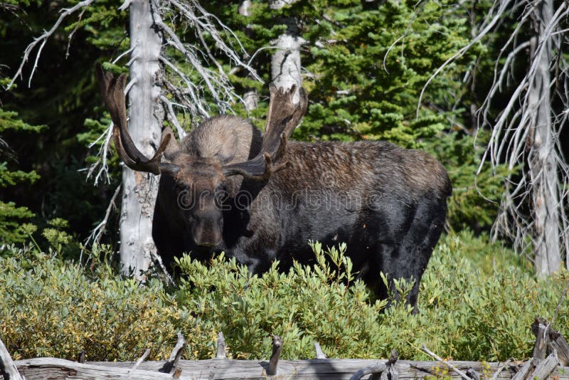 Bull moose stock image. Image of cooke, moose, full, buck - 49441747