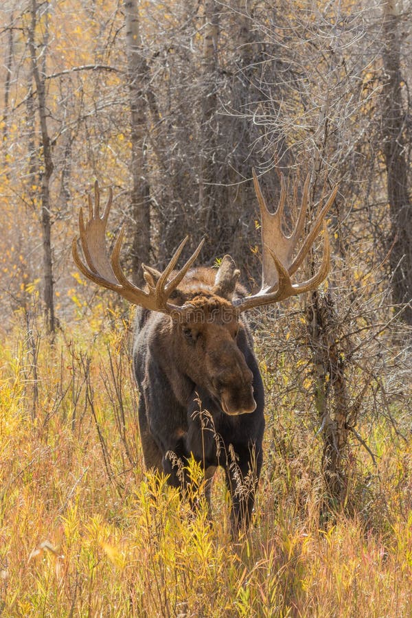 Bull Moose Head on stock image. Image of nature, mammal - 70304453
