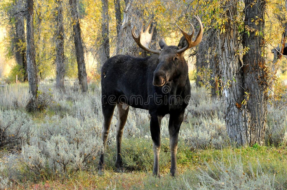 Bull moose making a stance stock image. Image of grunt - 22967327