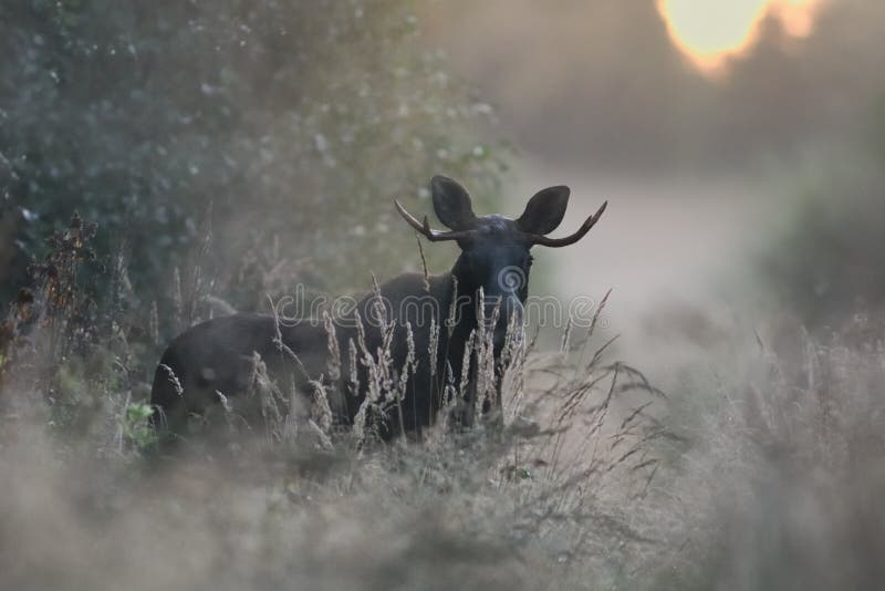 Bull Moose in the mist stock photo. Image of alces, animal - 21872078
