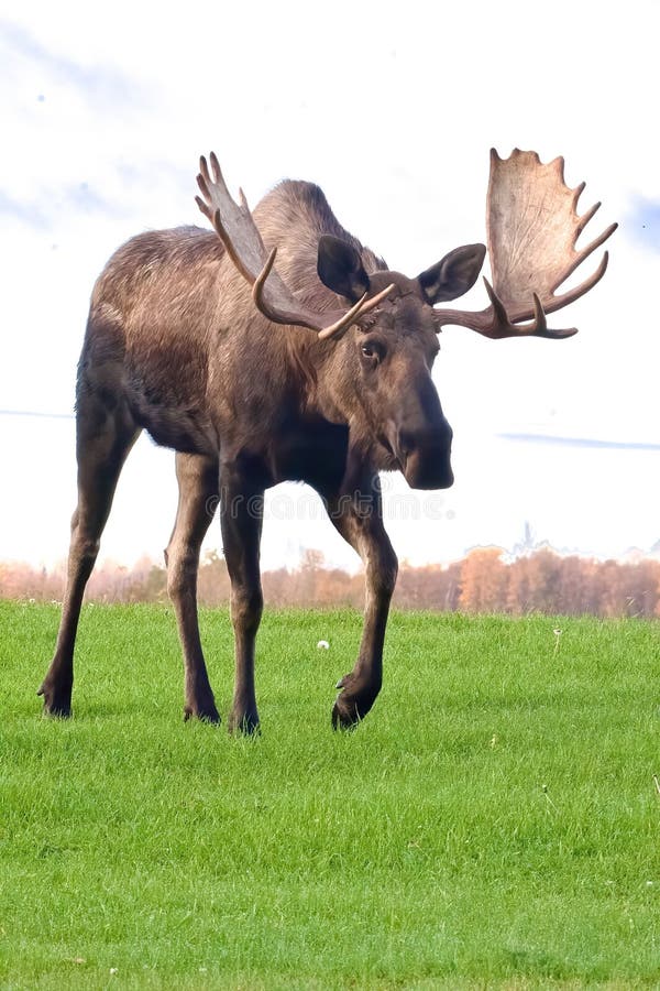 Bull Moose stock photo. Image of head, antler, close - 32407166
