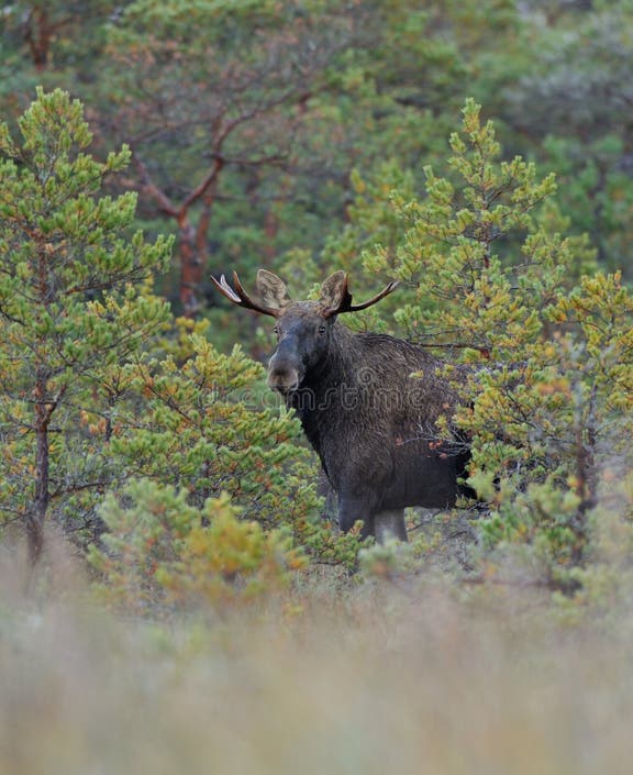 Bull Moose between Pine Trees Stock Image - Image of bull, marsh: 27069767