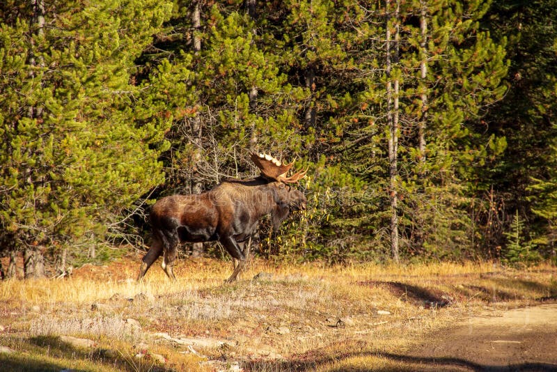 Bull Moose 10 Pointer stock image. Image of massive - 134478541