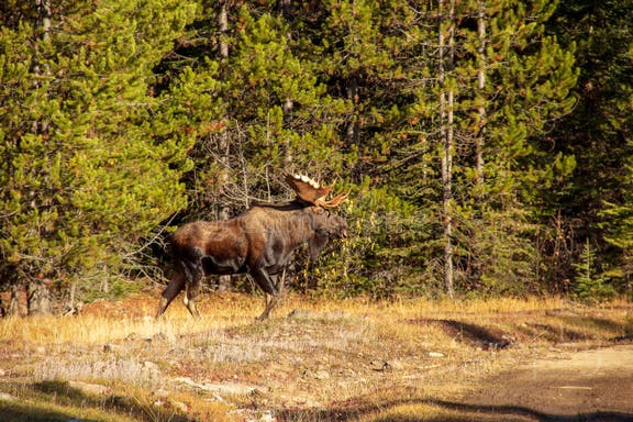 Bull Moose 10 Pointer stock image. Image of massive - 134478541