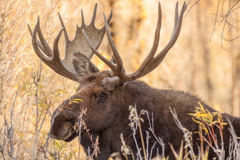 Bull Moose Portrait stock image. Image of moose, wyoming - 60675581