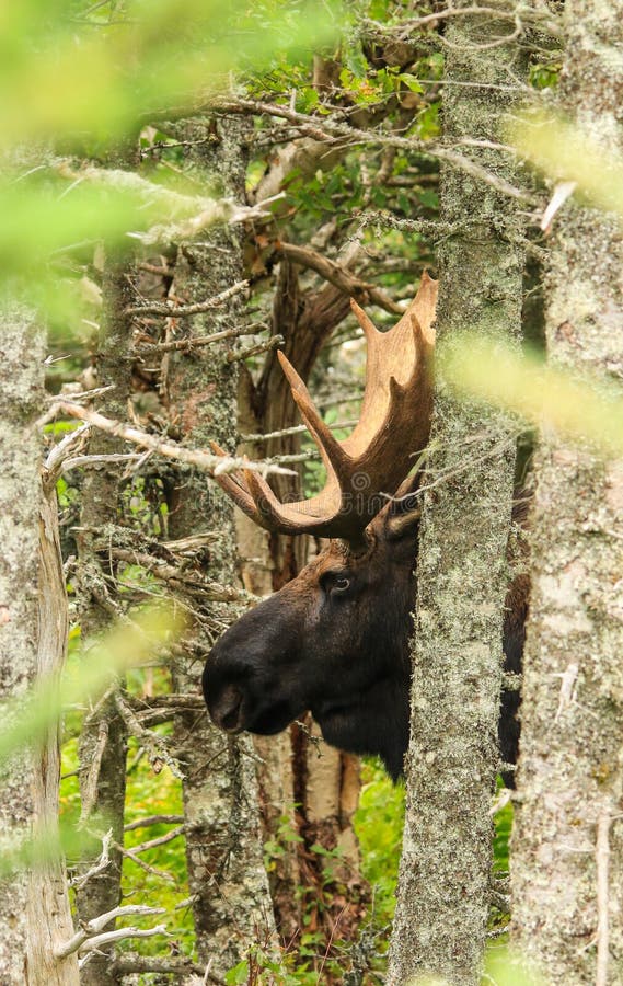 Bull in the forest stock image. Image of goats, bovine - 203424687