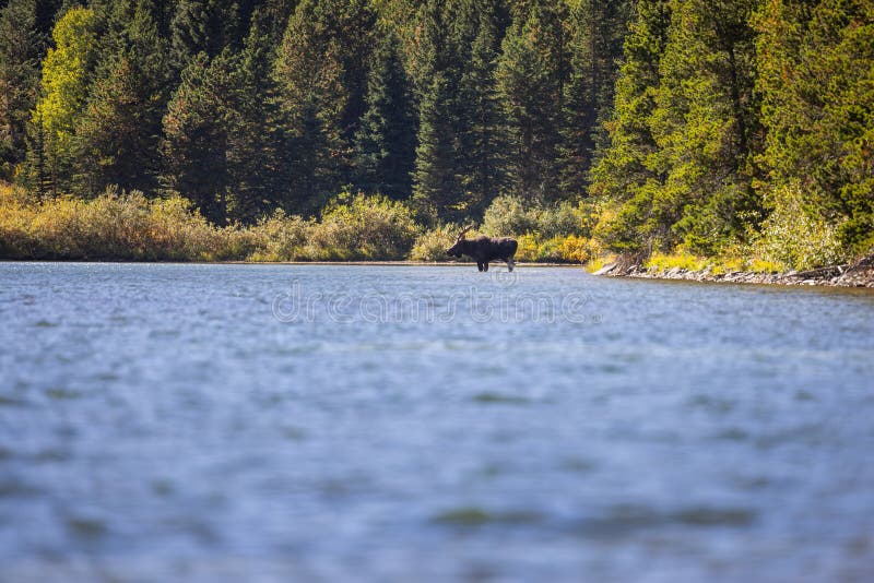 Bull Moose in Red Rock Lake Stock Image - Image of national, lake ...