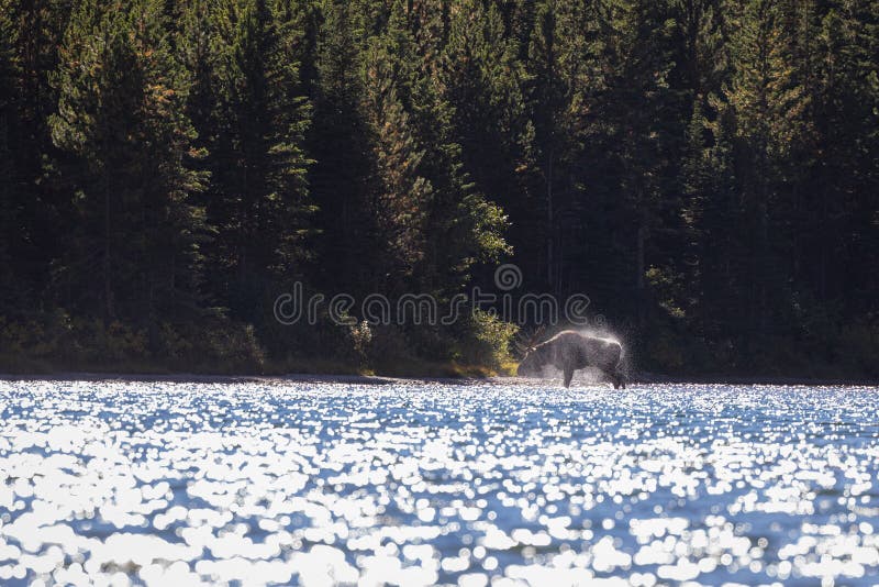 Bull Moose in Red Rock Lake Stock Photo - Image of america, states ...