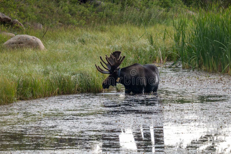 Bull Moose in a River in Rocky Mountain National Park Stock Image ...
