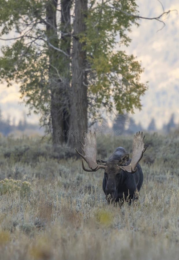 Bull Moose in the Rut in Wyoming in Autumn Stock Photo - Image of ...