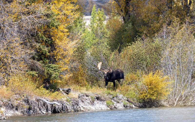 Bull Moose in the Rut in Wyoming in Fal Stock Photo - Image of rutting ...