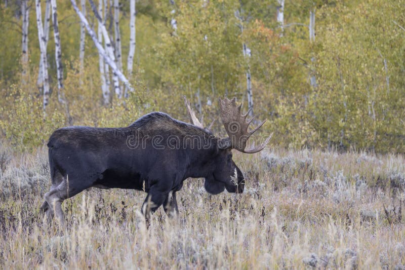 Bull Moose during the Rut in Wyoming in Fall Stock Photo - Image of ...