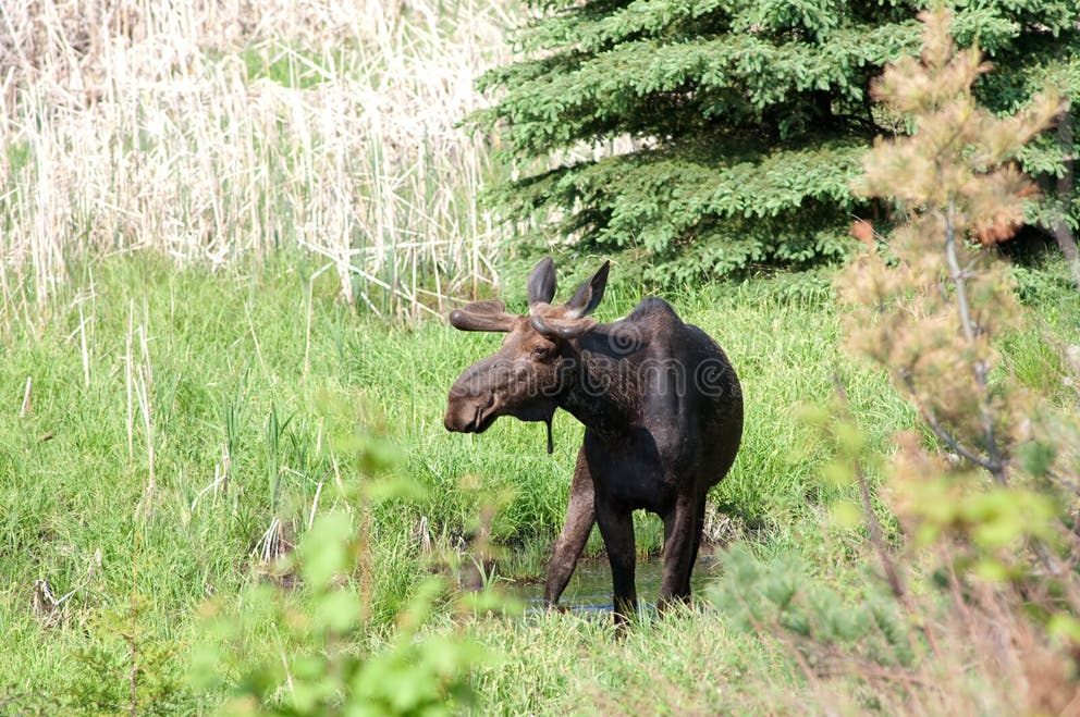 Bull moose in spring stock image. Image of outdoors, algonquin - 16654583