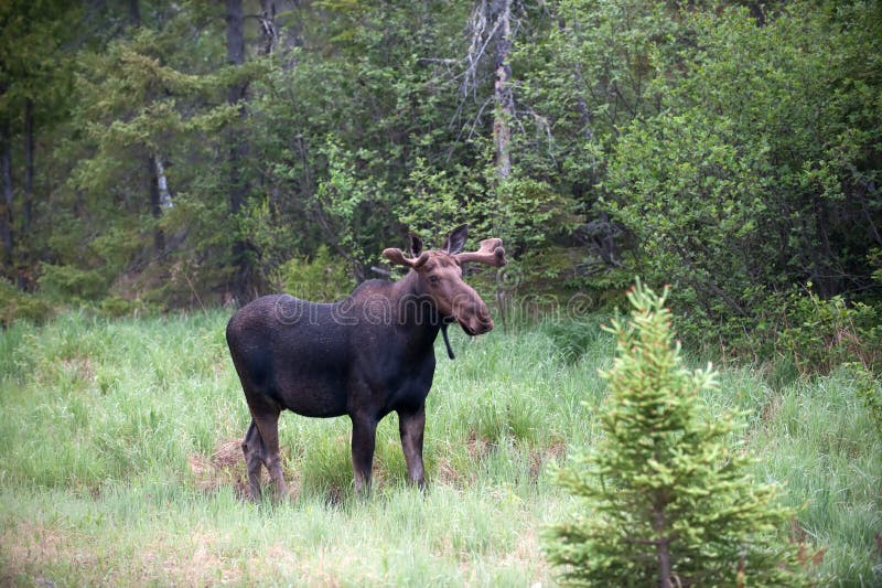 Bull moose in spring stock photo. Image of mammal, male - 16654614