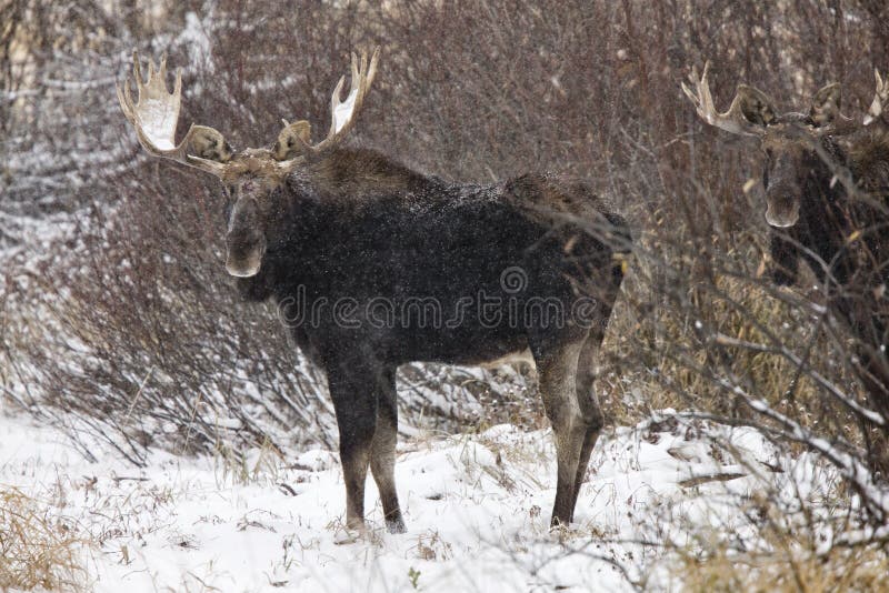 Moose from Behind in the River Stock Image - Image of moose, foret ...