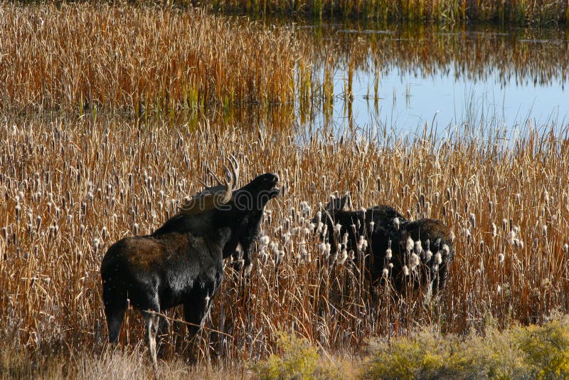 Bull moose in spring stock photo. Image of mammal, male - 17040496