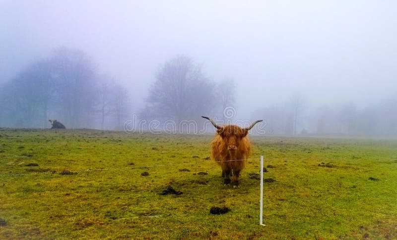 Bull stock image. Image of cows, horn, scenery, pesture - 53274553