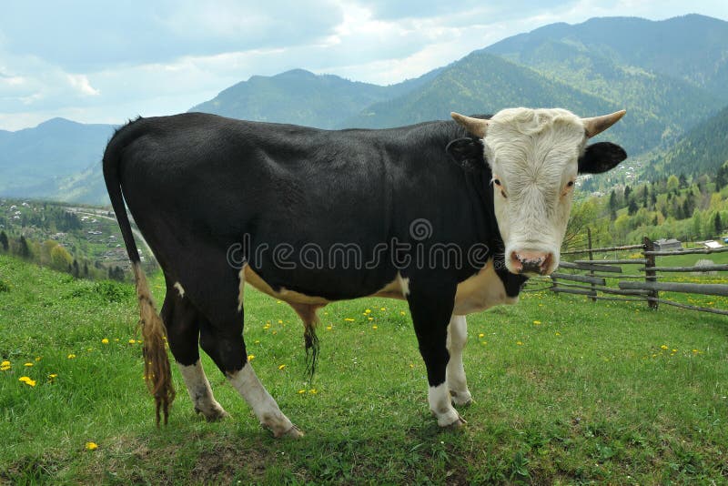 Bull on a mountain pasture stock photo. Image of mammal - 193740568