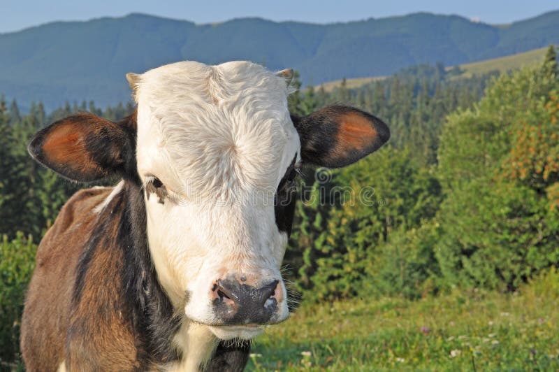Bull in the mountains. stock photo. Image of brown, thoughtful - 67553274