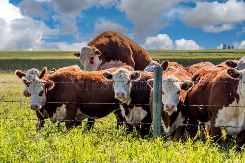A Bull Mounted on a Cow Impregnating Her in a Pasture Stock Photo ...