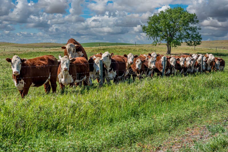 A Bull Mounted on a Cow Impregnating Her in a Pasture Stock Image ...