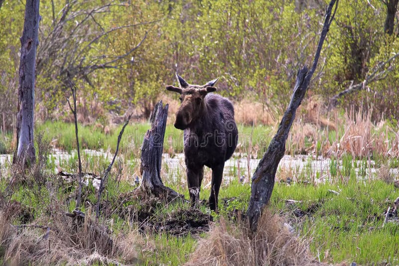 A Bull Mouse in Spring beside a Tree Stump Stock Image - Image of ...