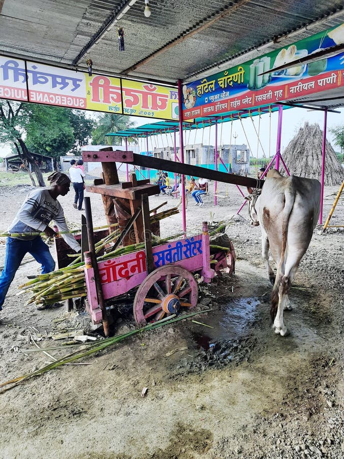 A Bull Moving Around the Machine of Sugar Can Editorial Stock Photo ...