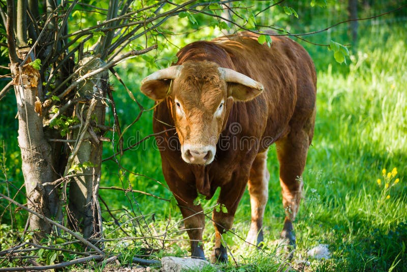 The bull near the bush stock photo. Image of grass, bull - 93113874