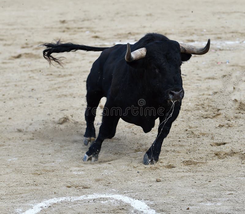 Bull negra enojada imagen de archivo. Imagen de fauna - 125161051