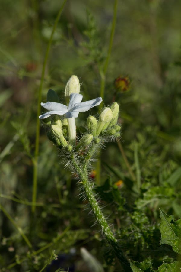 Bull Nettle stock photo. Image of nettle, wind, needles - 71155266