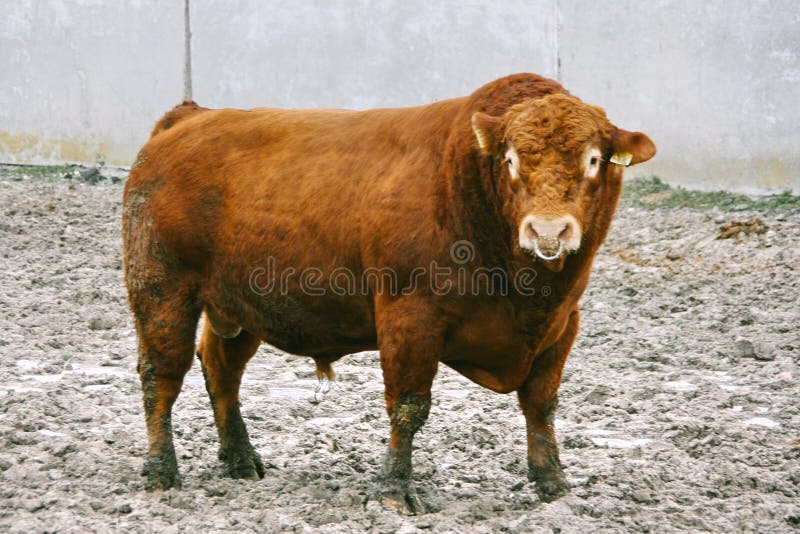 Bull with nose ring stock image. Image of farm, animal - 100058015