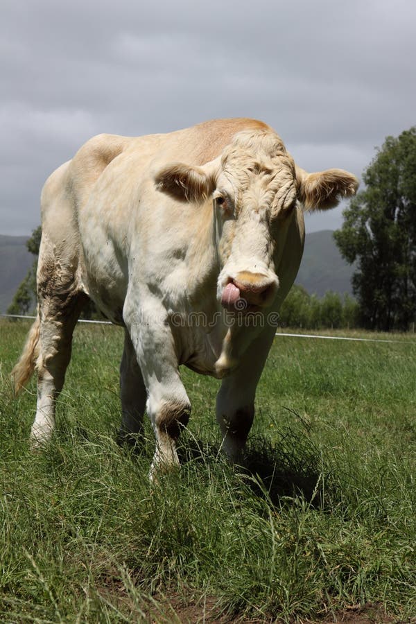 Bull in paddock stock image. Image of farmland, calf - 15562801