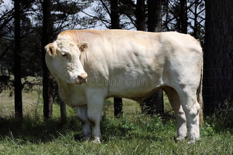 Bull in paddock stock image. Image of color, farmland - 15562833