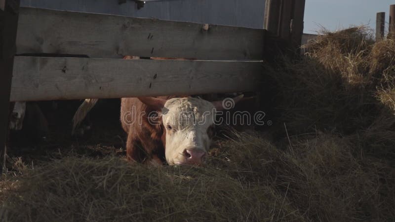 The Bull in the Paddock Eats Hay Stock Footage - Video of dairy, meadow ...