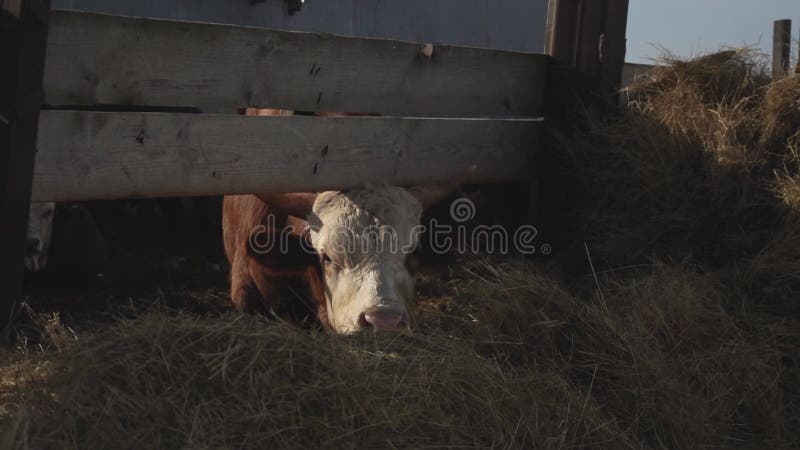 The Bull in the Paddock Eats Hay Stock Video - Video of cattle, farmer ...