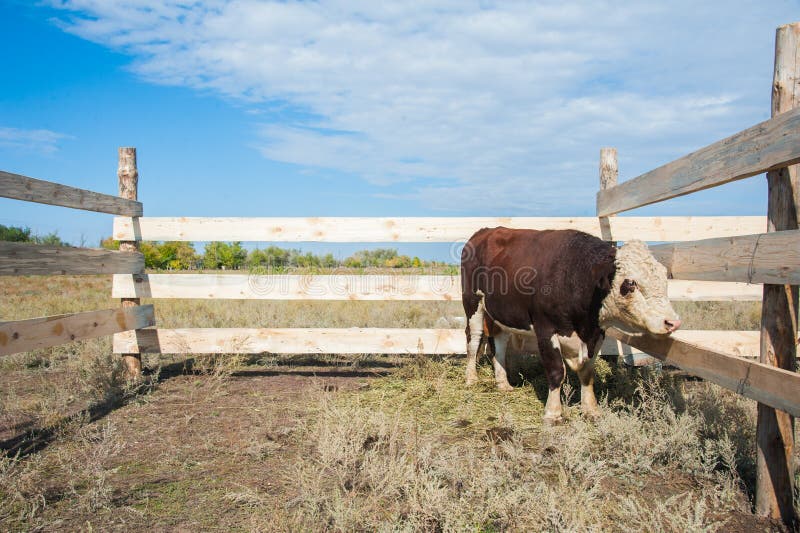 Bull in the paddock stock photo. Image of autumn, domestic - 61484152