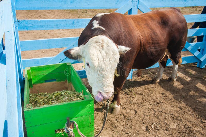 Bull in paddock stock image. Image of color, farmland - 15562833