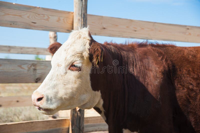 Bull in paddock stock image. Image of color, farmland - 15562833
