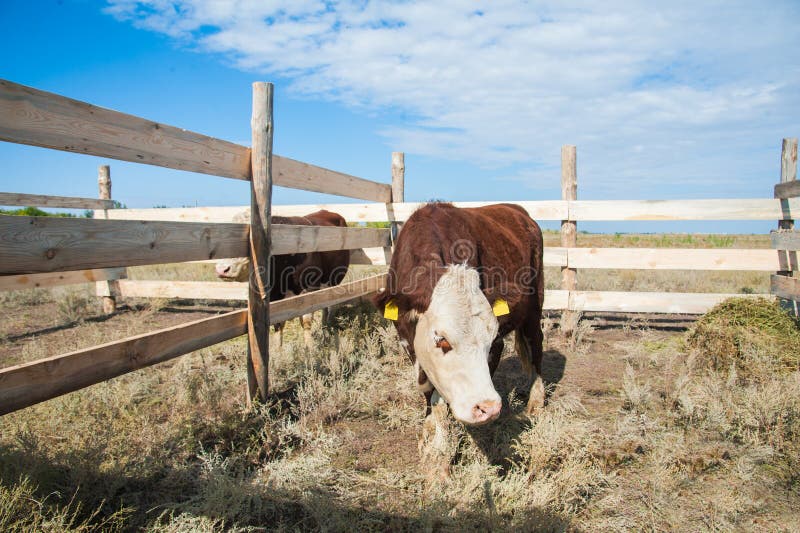 Bull in the paddock stock photo. Image of bull, autumn - 78844010