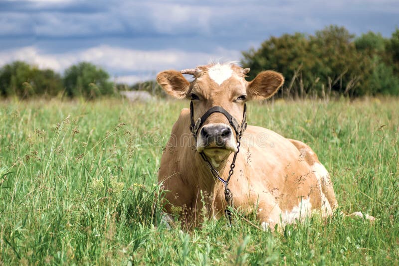 A Bull in the Pasture. Rural Summer Landscape Stock Image - Image of ...
